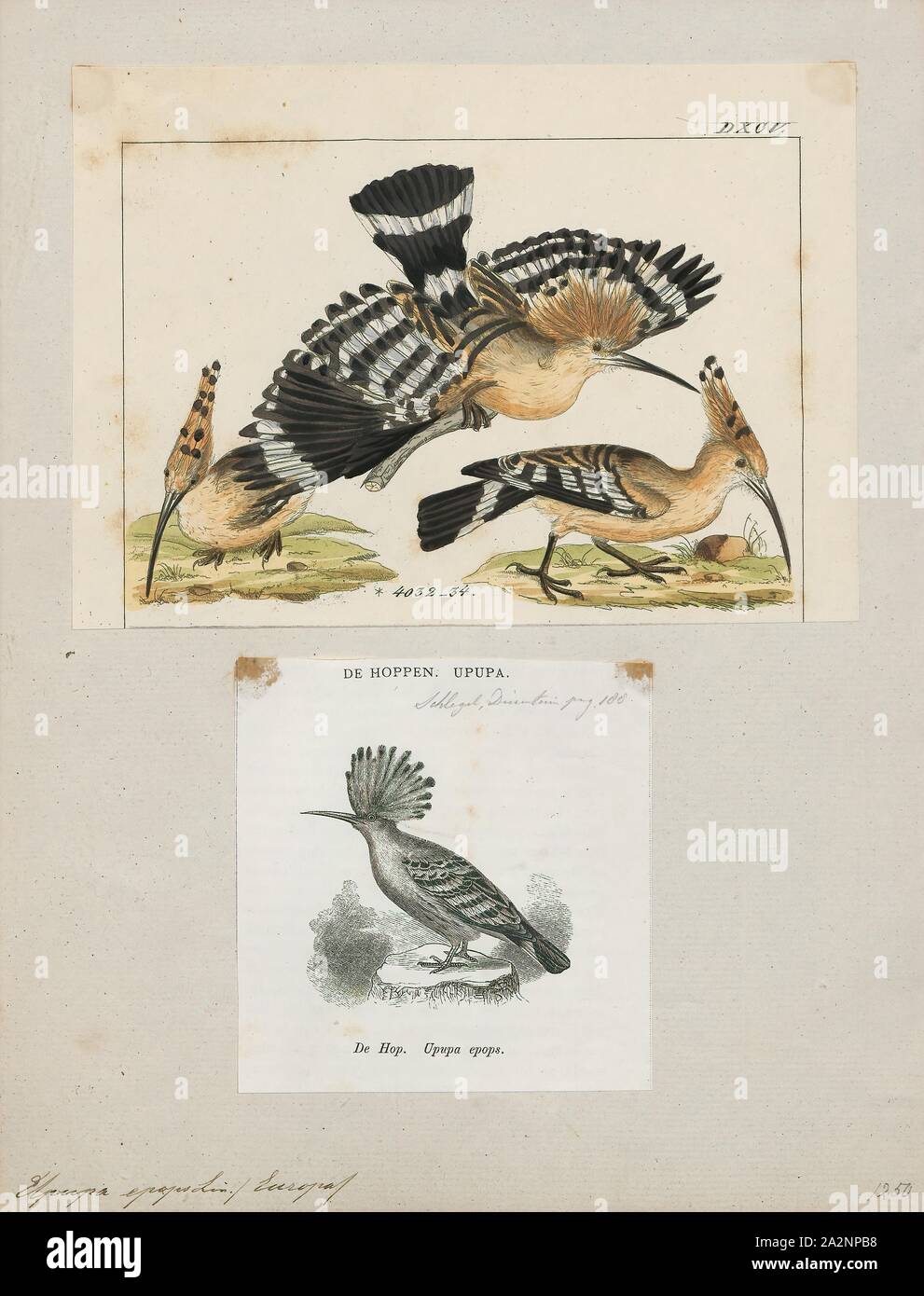 Upupa epops, Print, The Eurasian hoopoe (Upupa epops) is the most ...