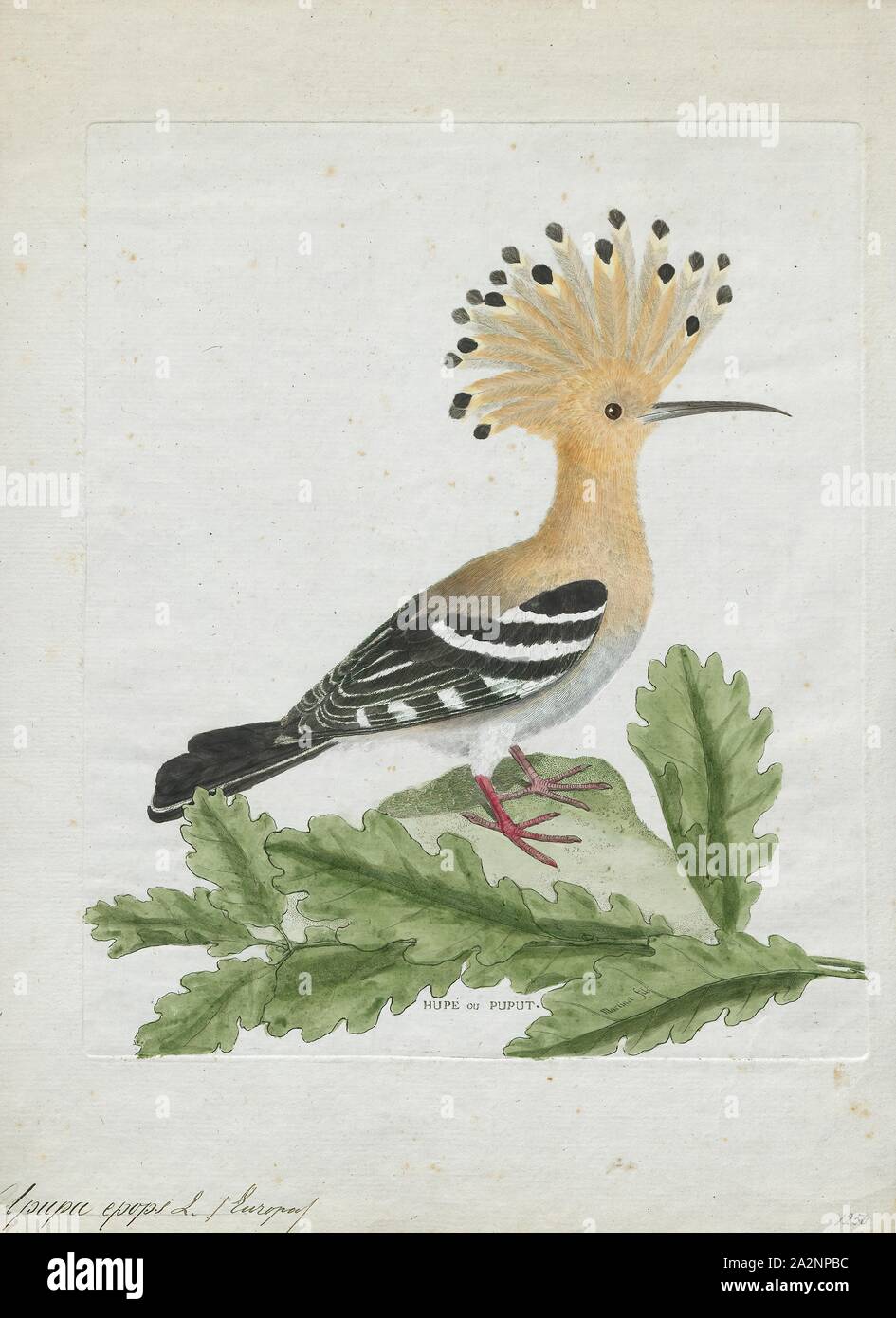 Upupa epops, Print, The Eurasian hoopoe (Upupa epops) is the most ...