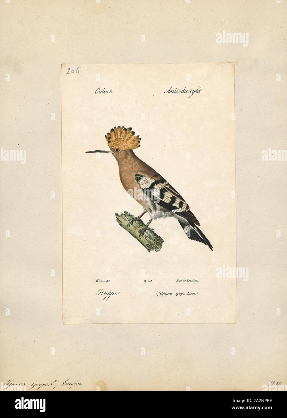 Upupa epops, Print, The Eurasian hoopoe (Upupa epops) is the most ...