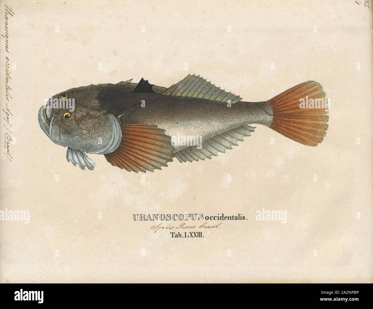 Uranoscopus occidentalis hi-res stock photography and images - Alamy