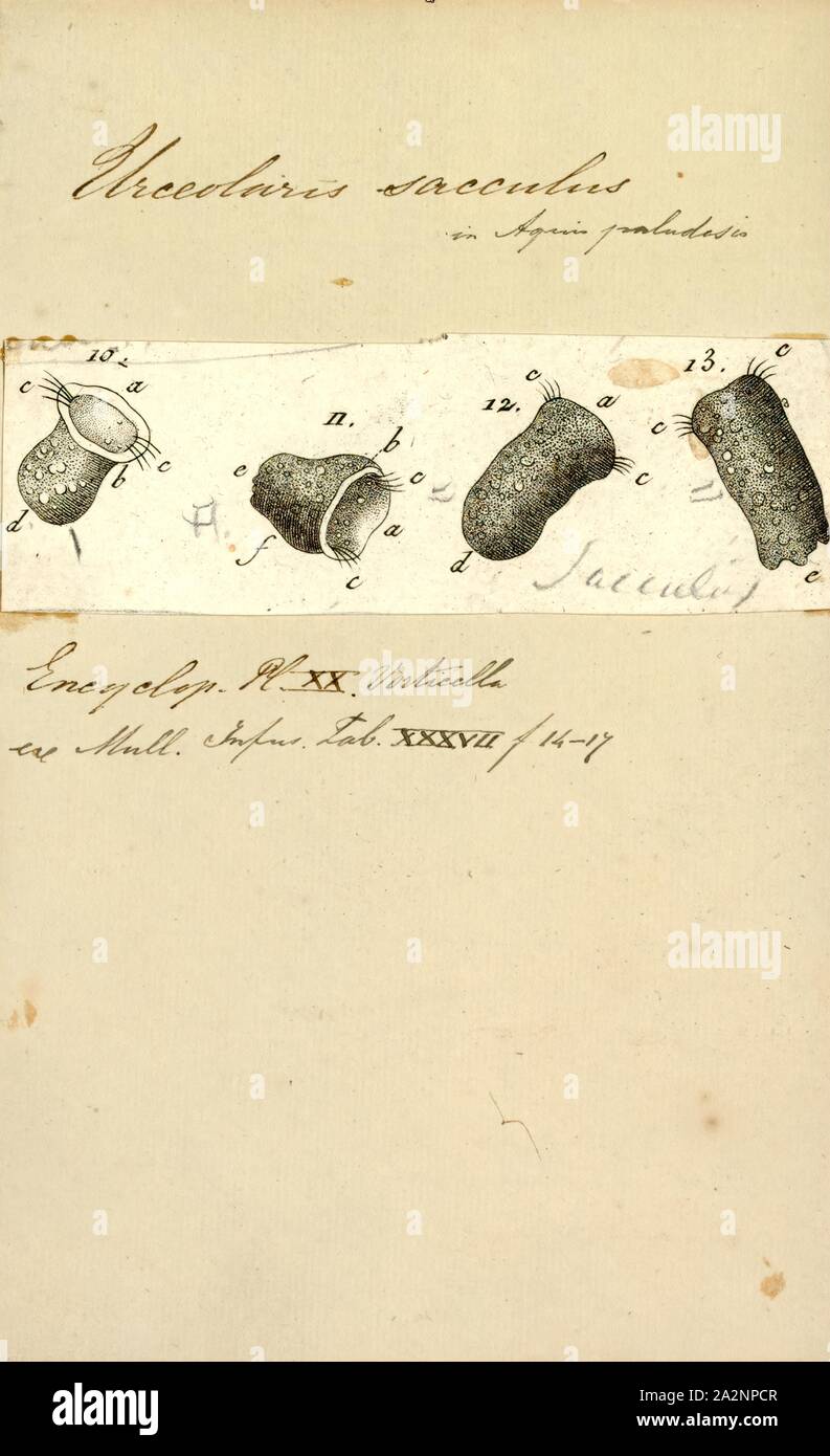 Sacculus hi-res stock photography and images - Alamy