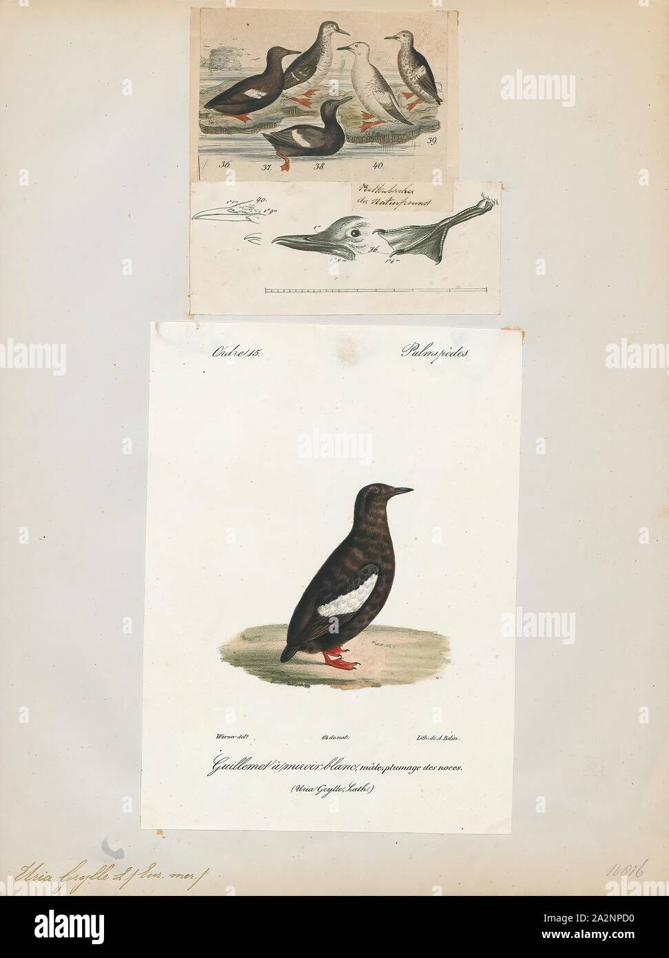 Uria grylle, Print, Uria is a genus of seabirds in the auk family known ...