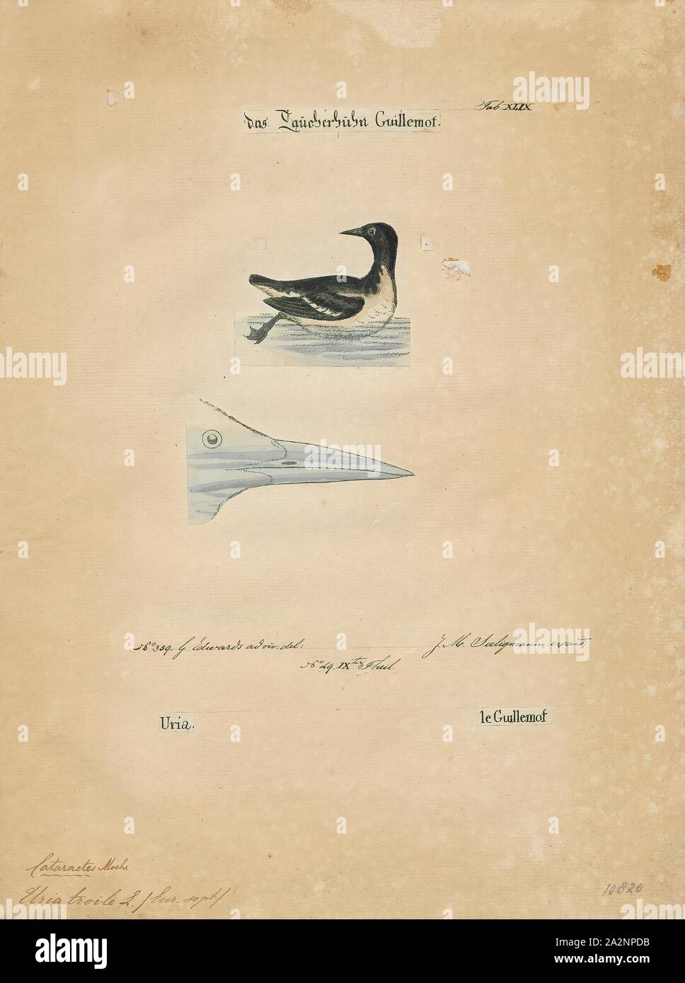 Uria troile hi-res stock photography and images - Alamy