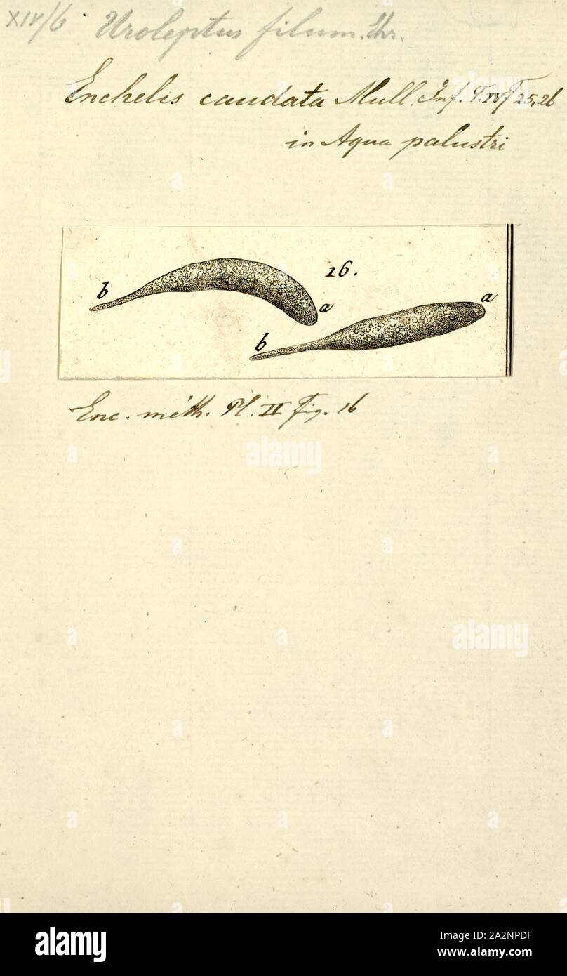 Uroleptus hi-res stock photography and images - Alamy