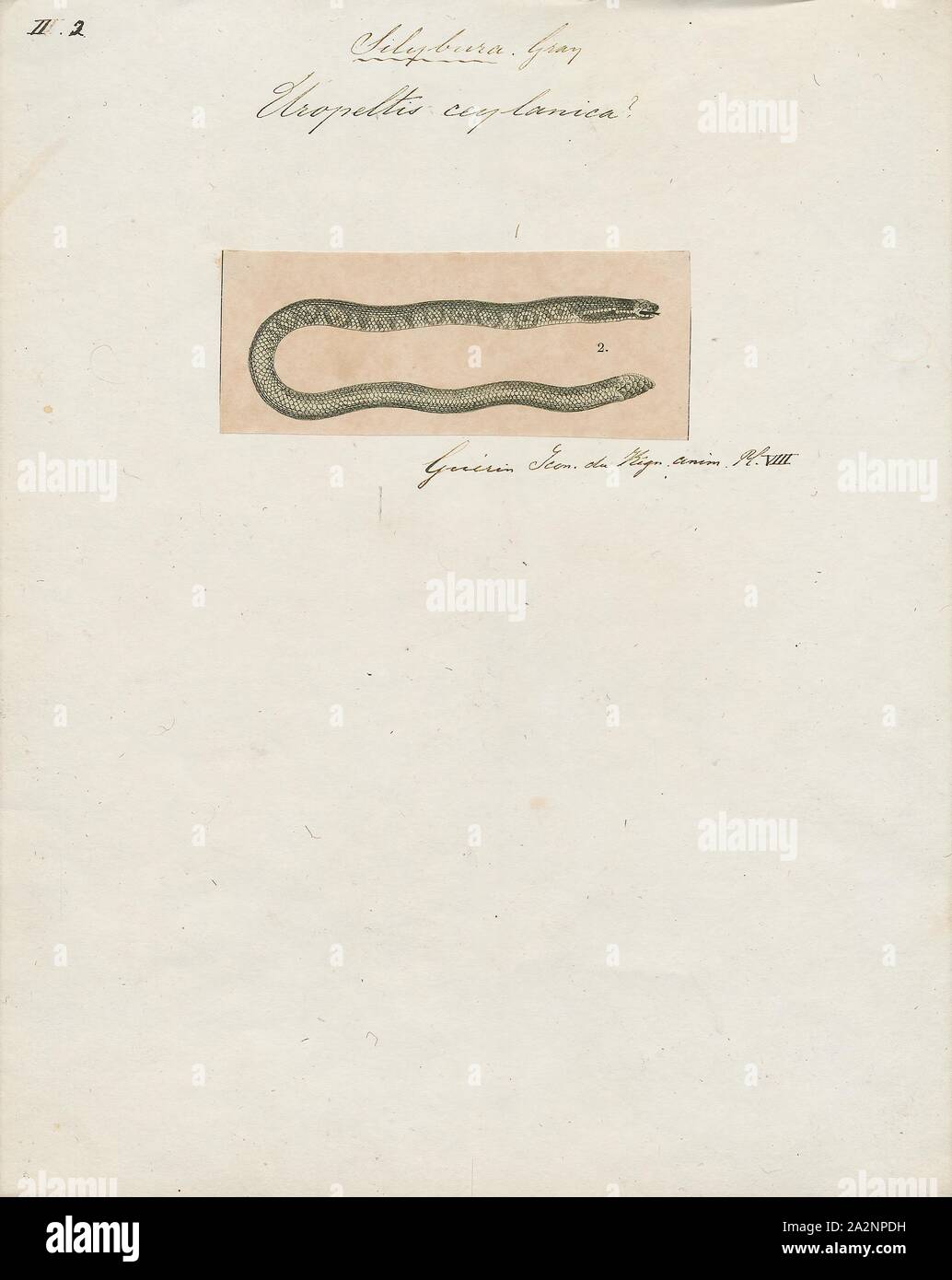 Shield tail snake hi-res stock photography and images - Alamy