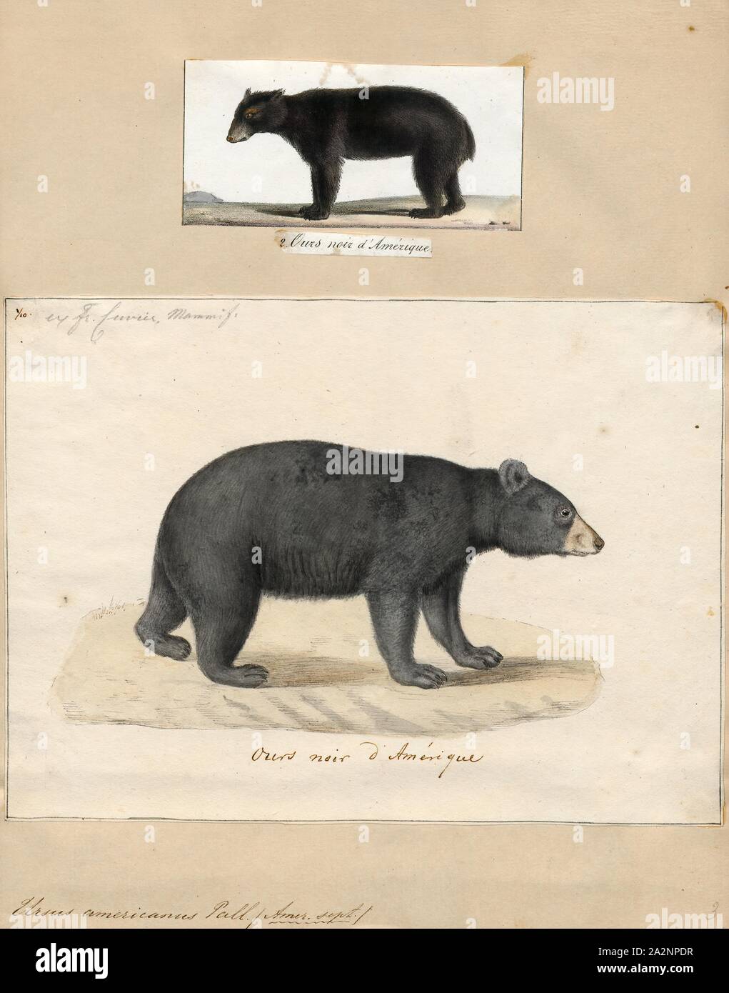 Ursus americanus, Print, The American black bear (Ursus americanus) is ...