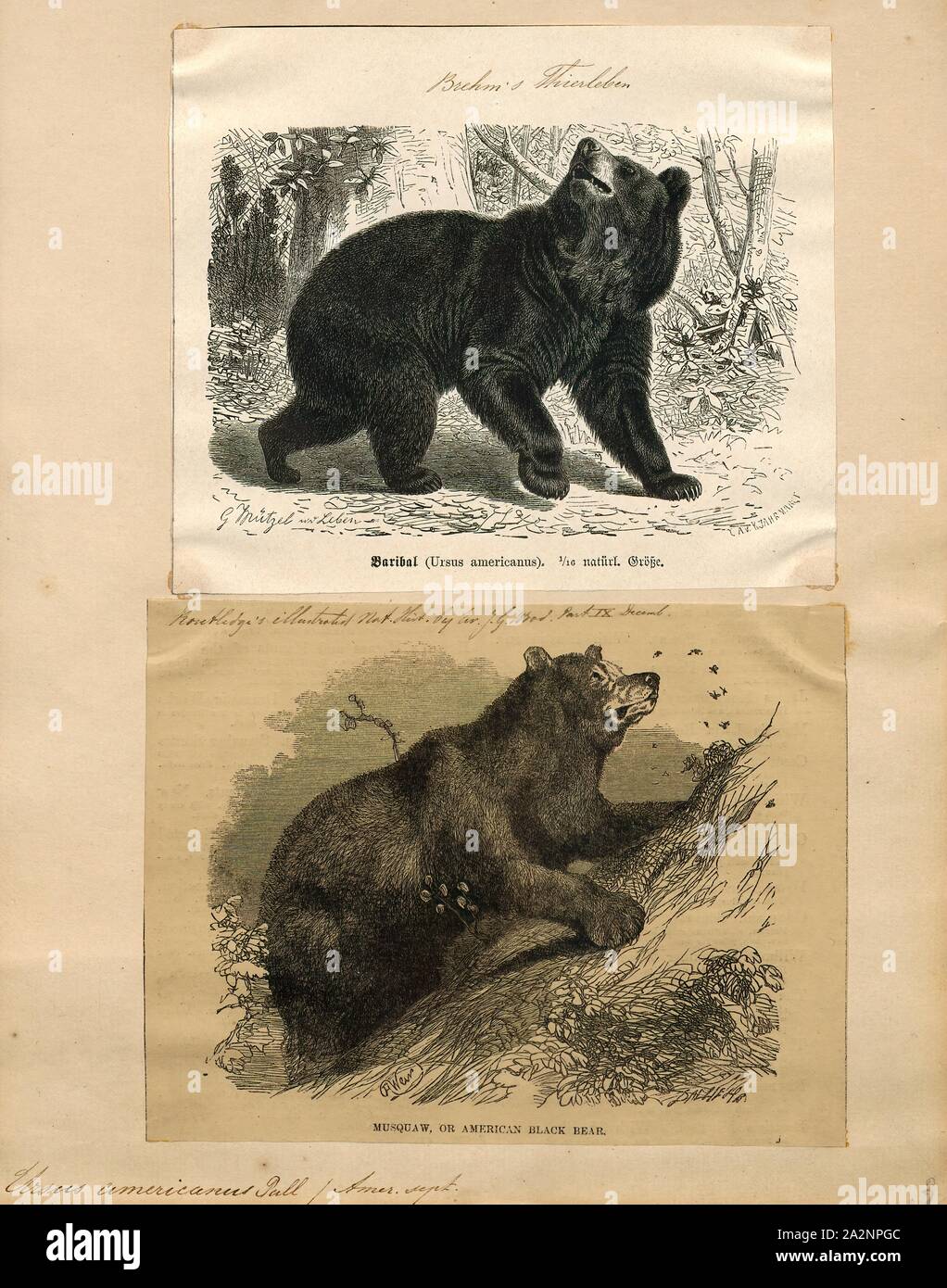 Smallest American Bear High Resolution Stock Photography and Images - Alamy