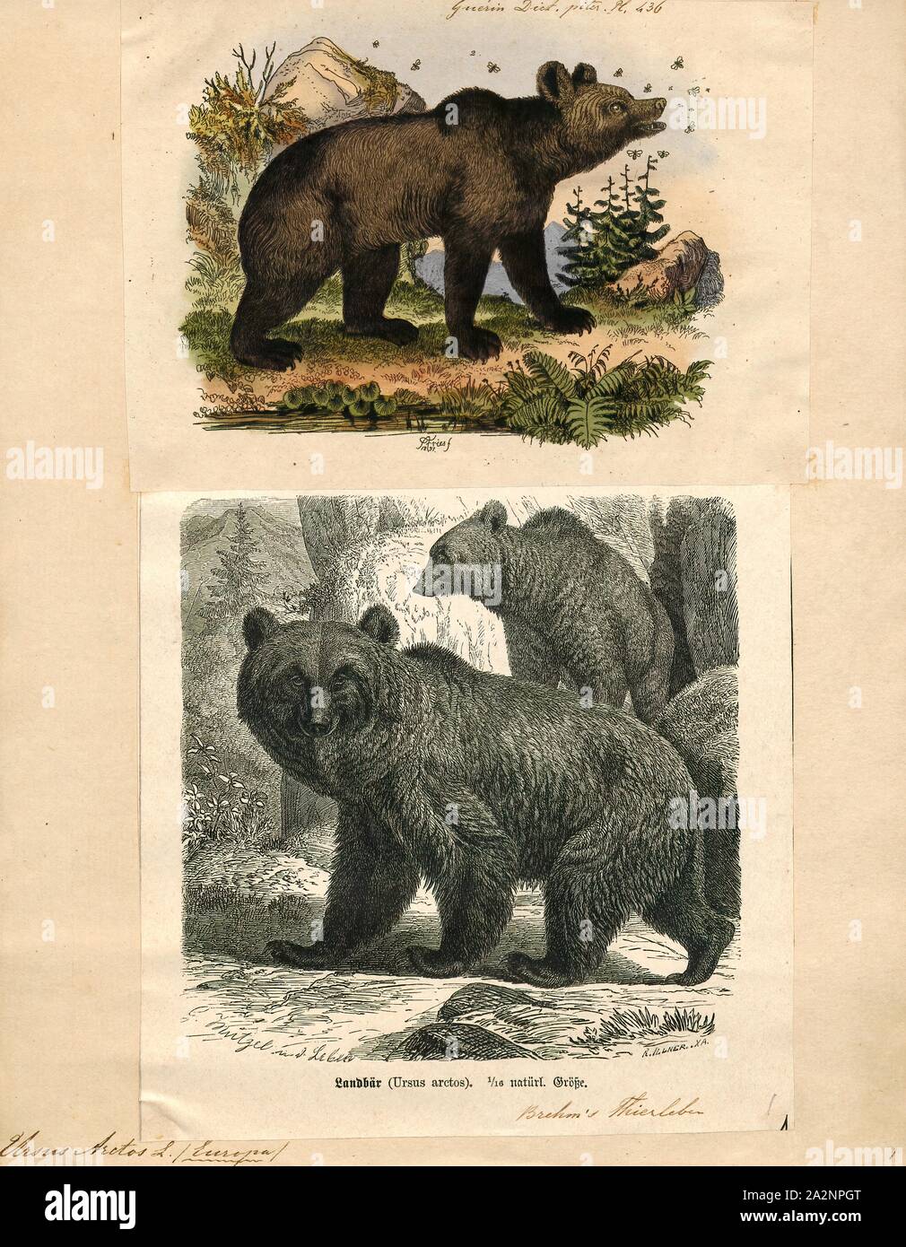 Ursus arctos, Print, The brown bear (Ursus arctos) is a bear that is ...