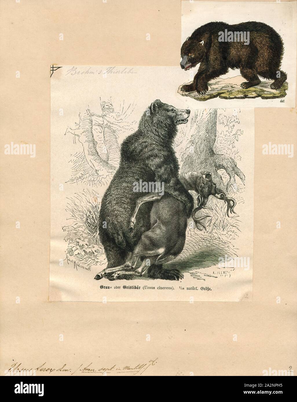 Ursus ferox, Print, Ursus is Latin for bear., 1700-1880 Stock Photo - Alamy