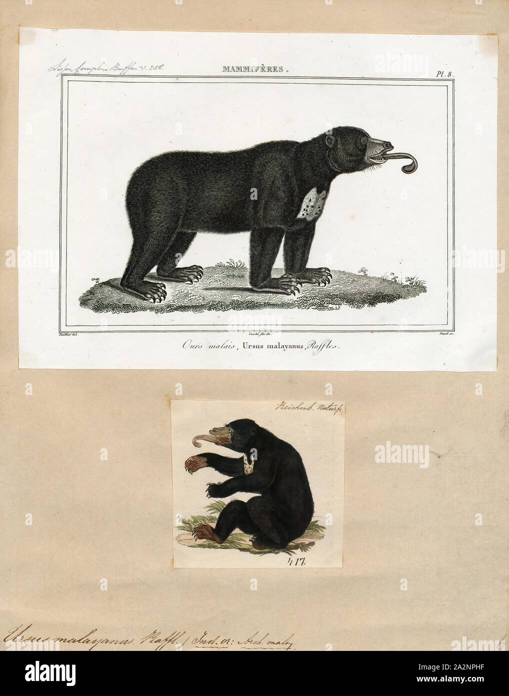 Past three bear generations hi-res stock photography and images - Alamy