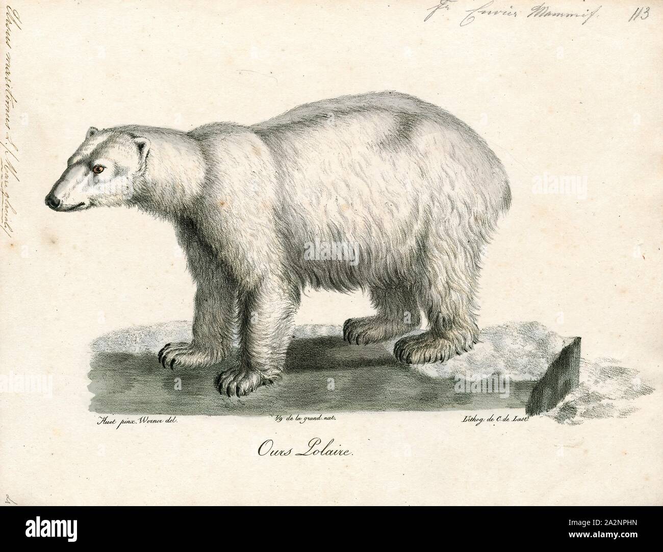 Ursus maritimus, Print, The polar bear (Ursus maritimus) is a ...