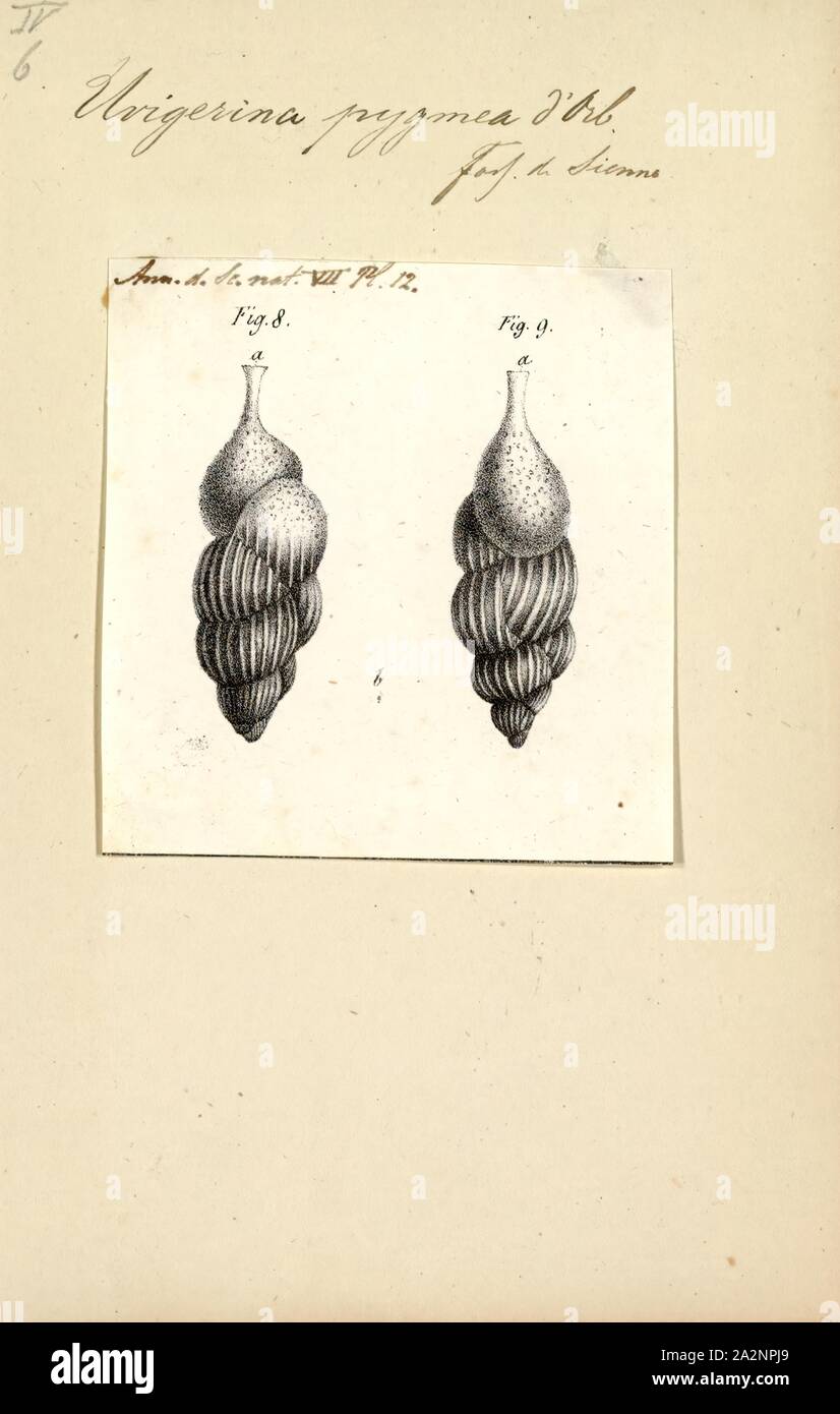 Uvigerina pygmea, Print Stock Photo - Alamy