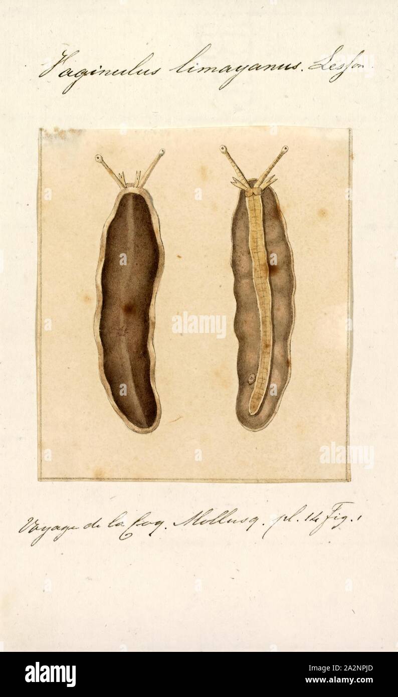 Shell less hi-res stock photography and images - Alamy