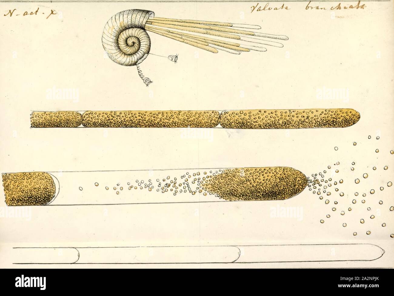 Valvata branchiata, Print, Valvata is a genus of very small freshwater ...