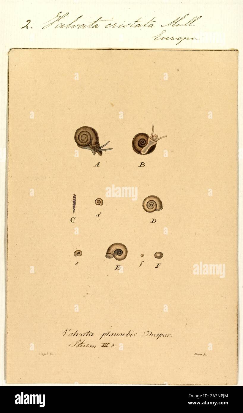 Valvata cristata, Print, Valvata cristata is a species of minute ...