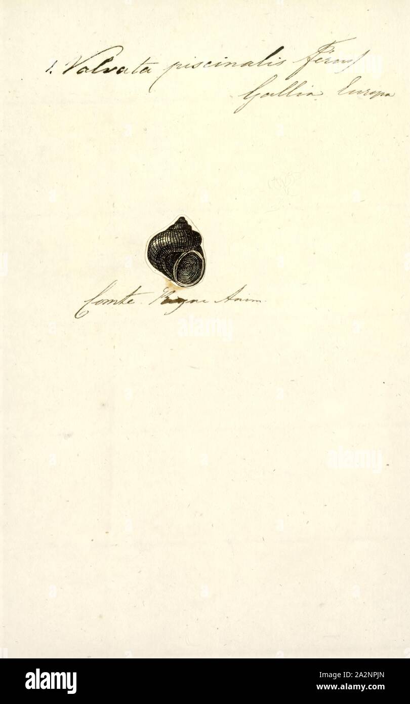 European valve snail hi-res stock photography and images - Alamy