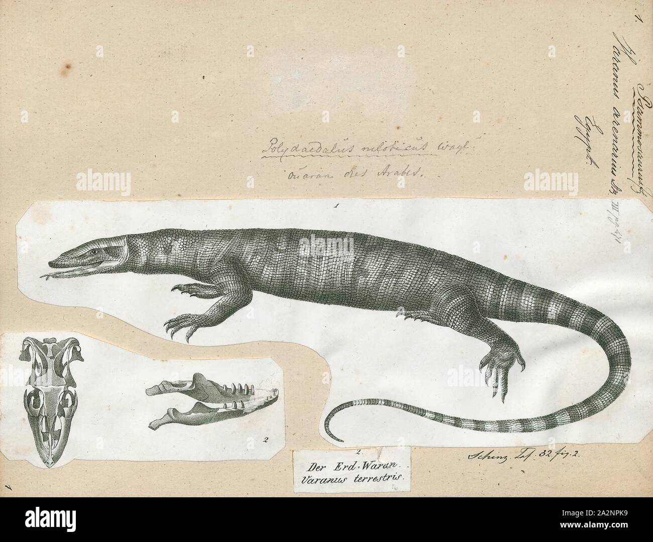 Varanus arenarius hi-res stock photography and images - Alamy