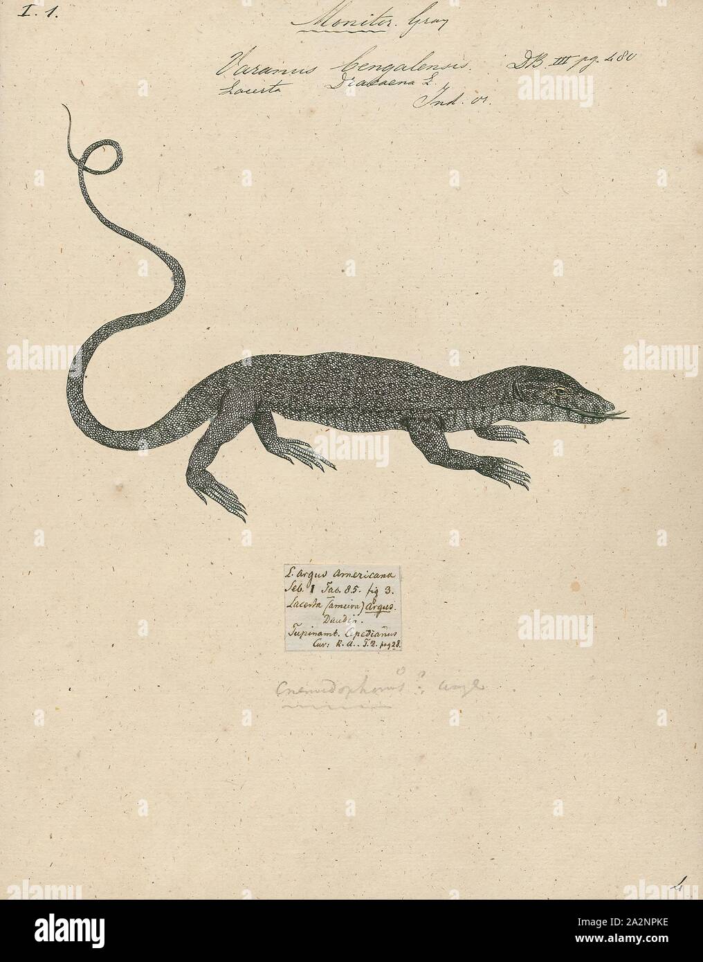Indian arboreal lizard hi-res stock photography and images - Alamy