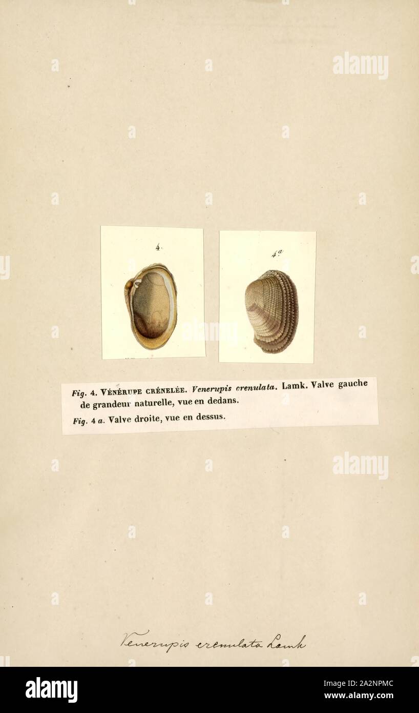 Venerupis, Print, Venerupis is a genus of marine bivalve molluscs in ...