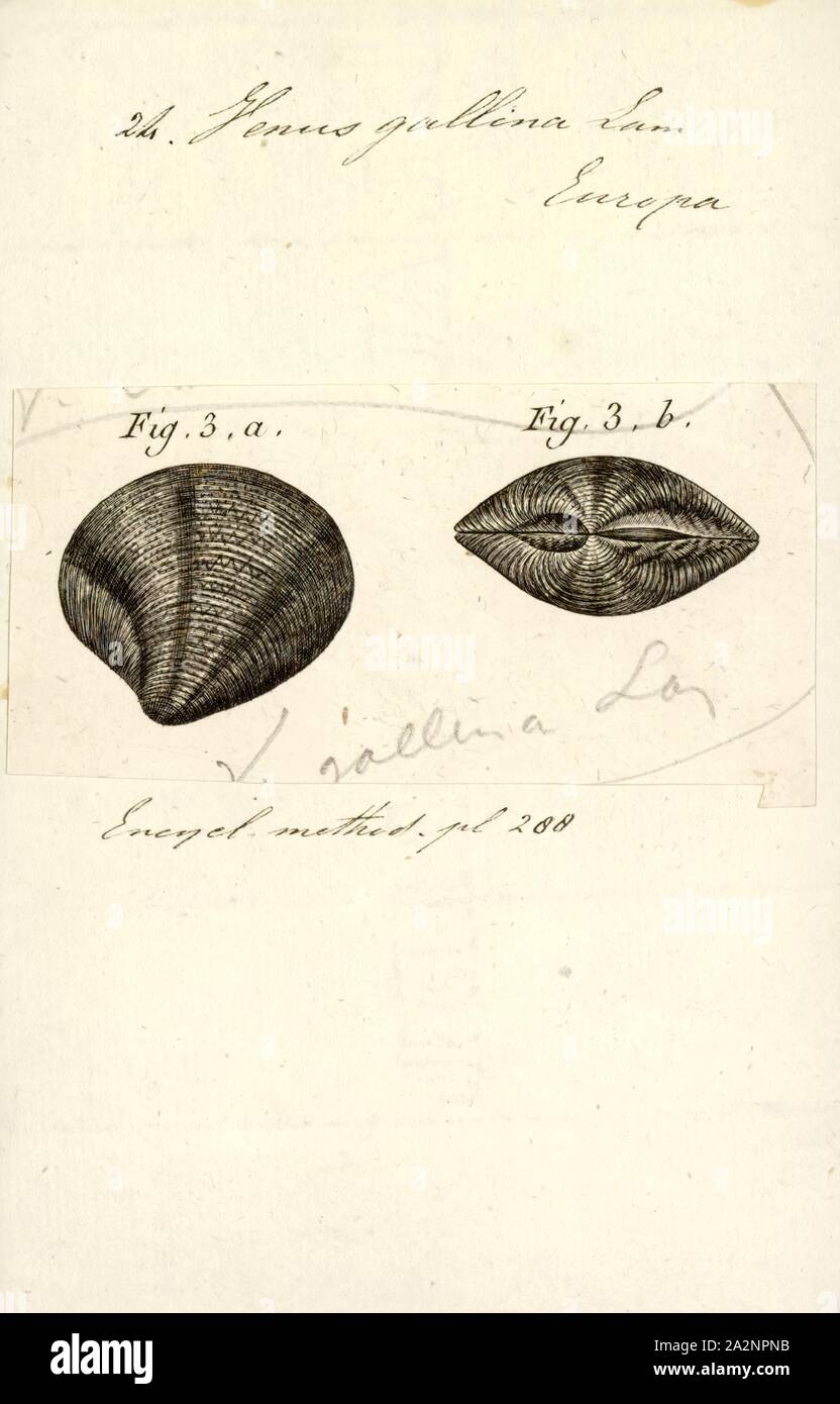Venus gallina, Print, Chamelea gallina is a species of small saltwater ...
