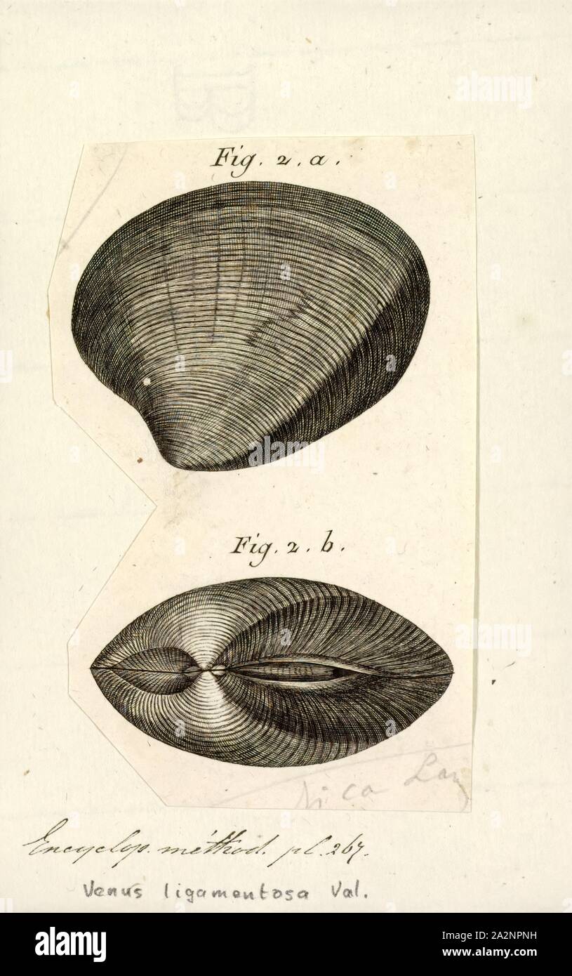 Venus ligamentosa, Print Stock Photo - Alamy
