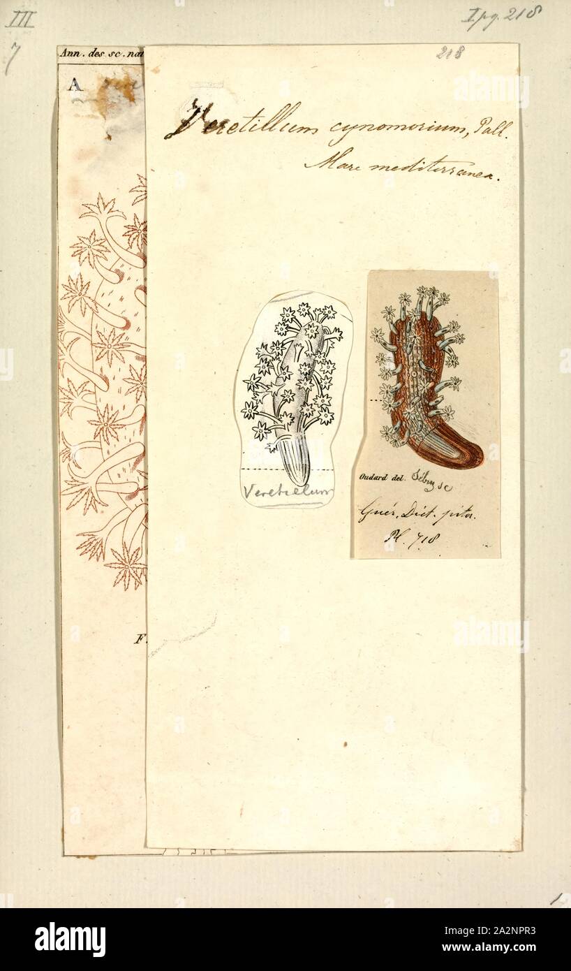 Veretillum cynomorium, Print Stock Photo - Alamy