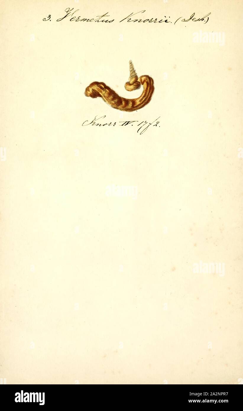 Vermetus knorrii hi-res stock photography and images - Alamy