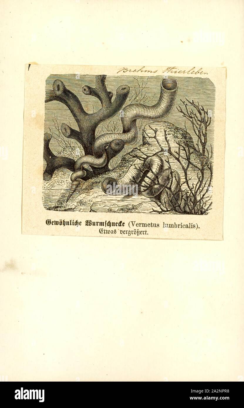 Gastropod shells hi-res stock photography and images - Alamy