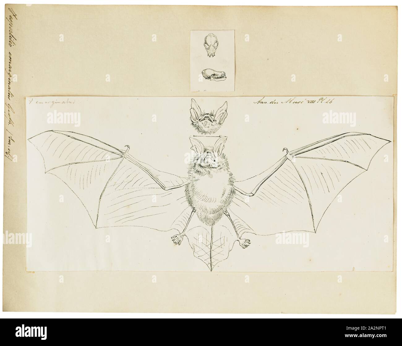 Vespertilio emarginatus, Print, Vespertilio is a genus of bats in the ...