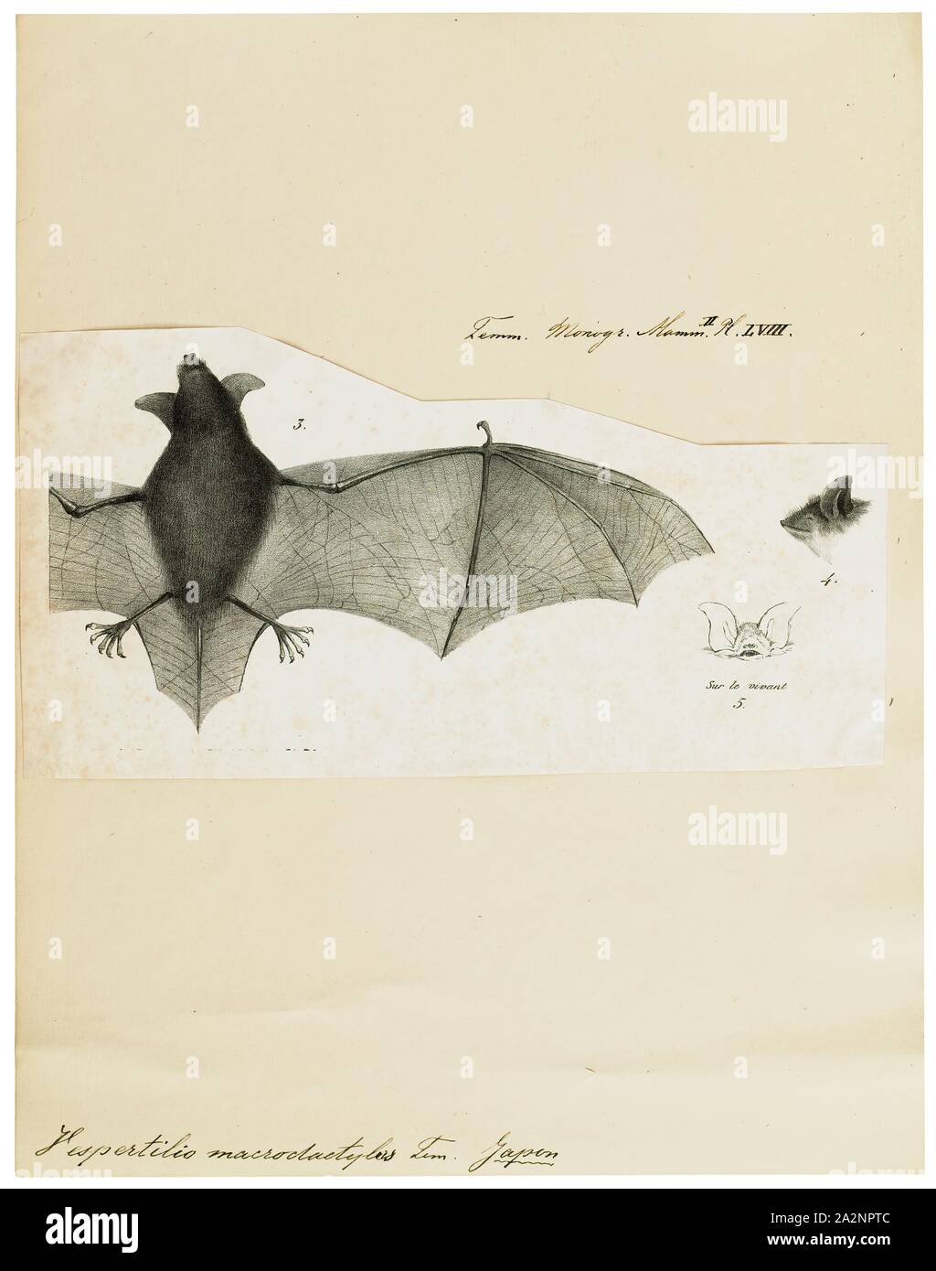Vespertilio macrodactylus, Print, Vespertilio is a genus of bats in the ...
