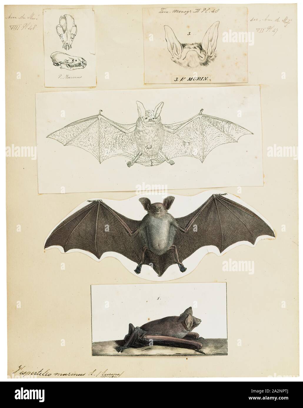 Vespertilio murinus, Print, The parti-coloured bat or rearmouse ...