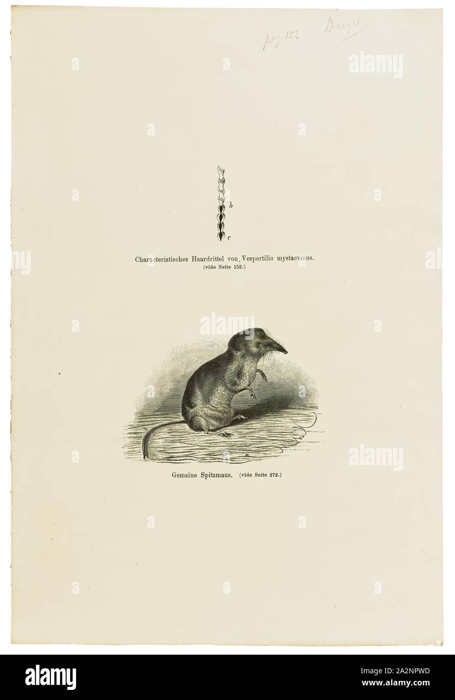 Vespertilio mystacinus hi-res stock photography and images - Alamy