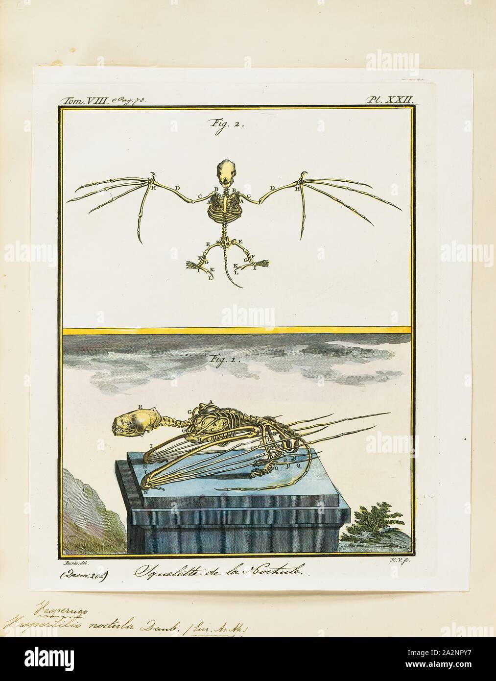 Vespertilio noctula, Print, Vespertilio is a genus of bats in the ...