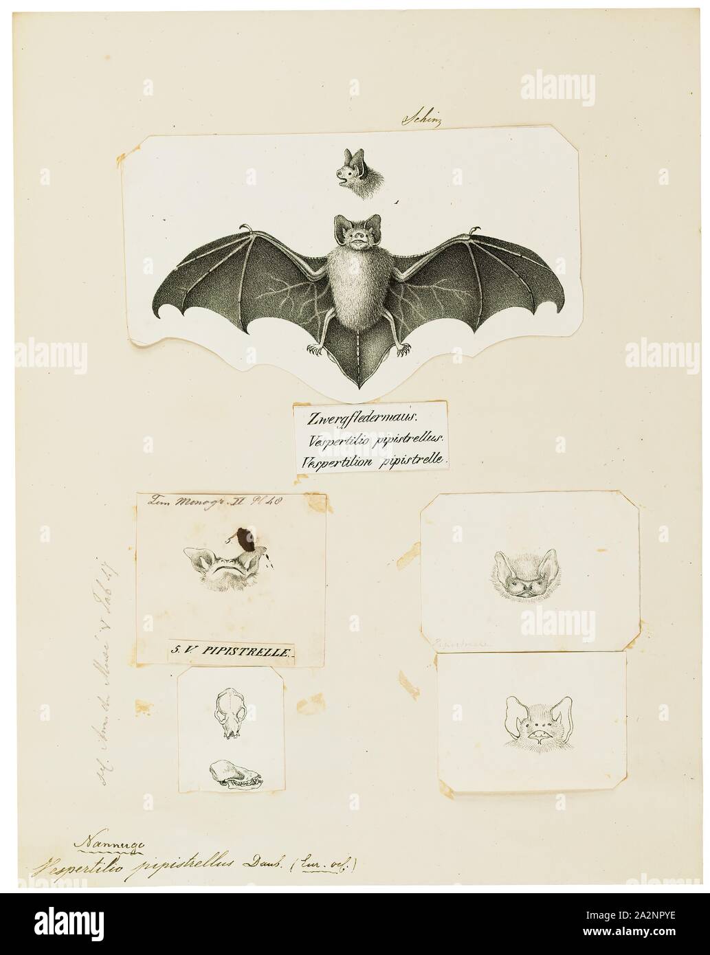 Vespertilio pipistrellus, Print, Vespertilio is a genus of bats in the ...