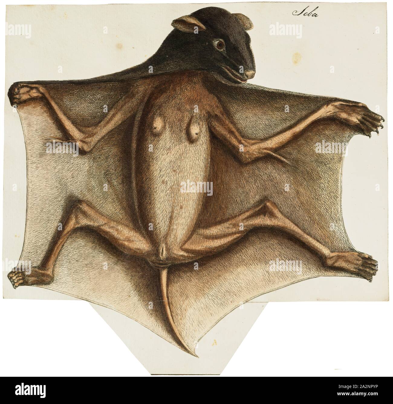 Vesper bats hi-res stock photography and images - Alamy