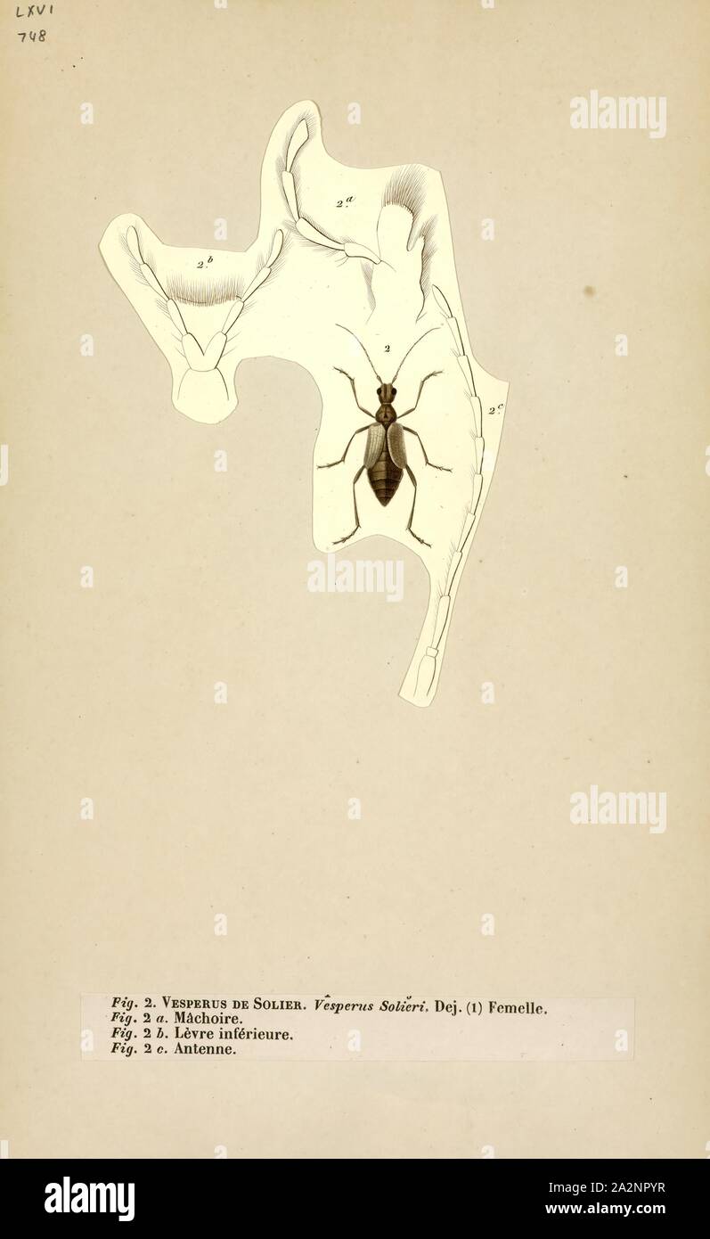 Vesperus, Print, Vesperus is a genus of beetle in the Vesperidae family ...