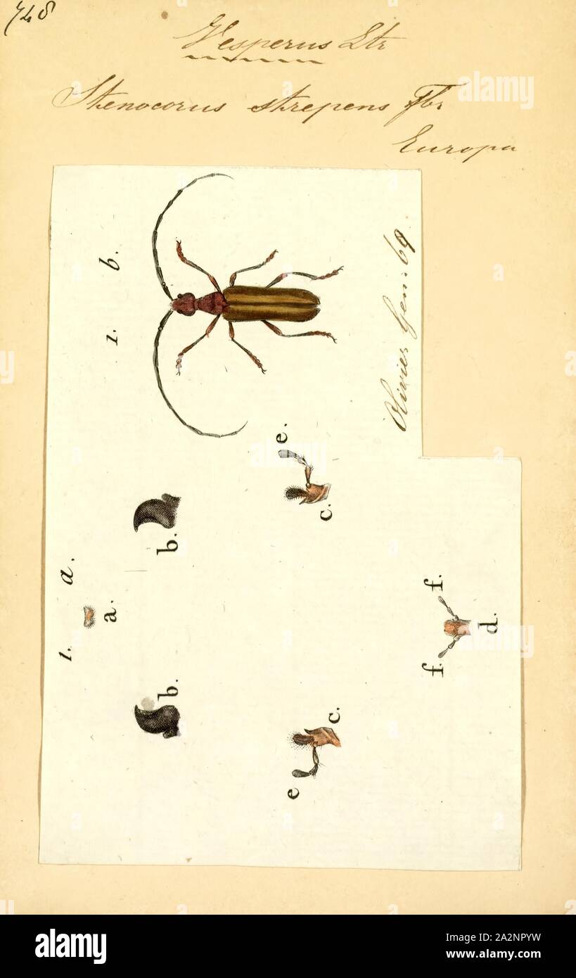 Beetle vesperidae hi-res stock photography and images - Alamy