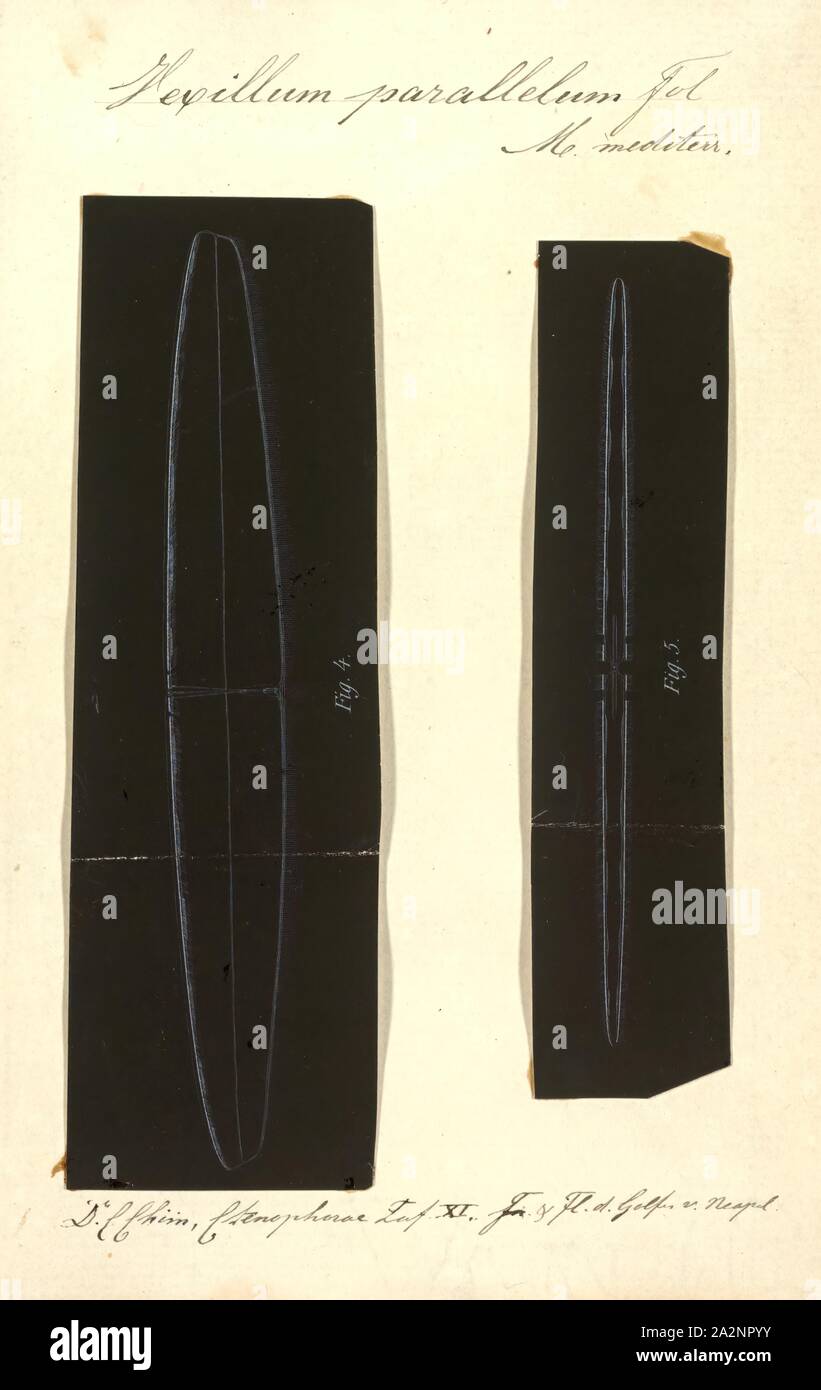 Vexillum parallelum, Print Stock Photo - Alamy