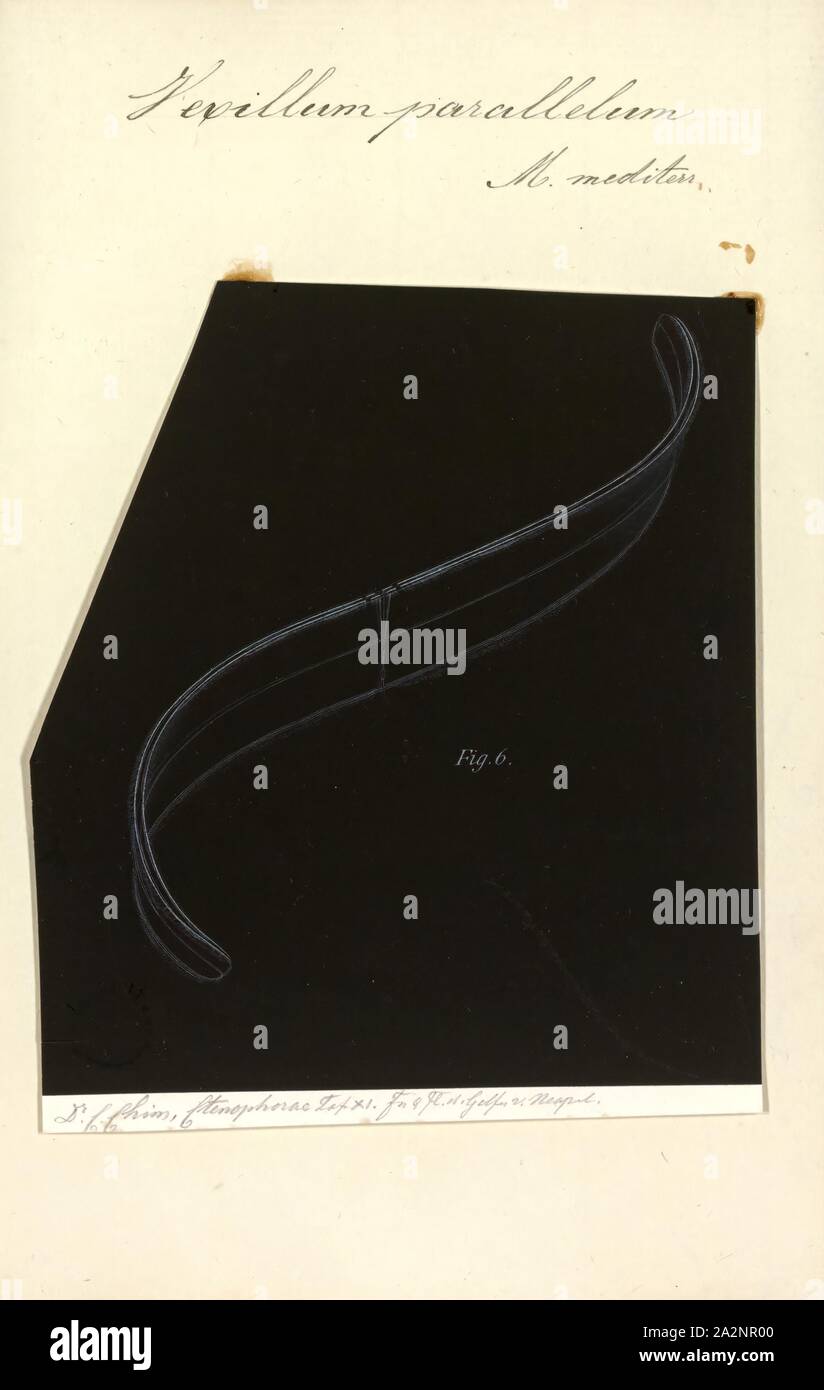 Vexillum hi-res stock photography and images - Alamy