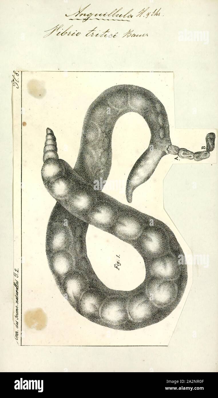 Vibrio tritici, Print, Vibrio is a genus of Gram-negative bacteria ...