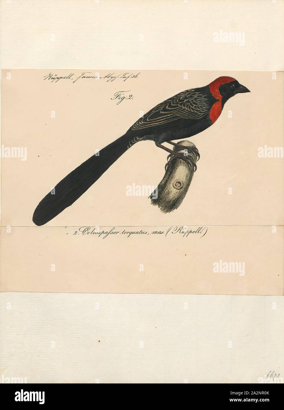 Vidua laticauda hi-res stock photography and images - Alamy