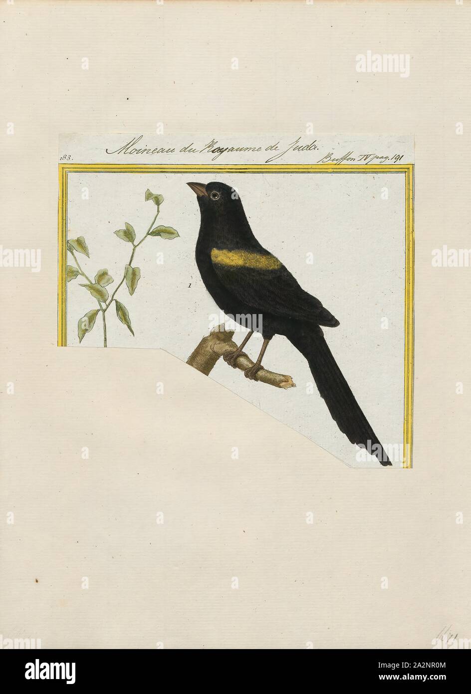 Vidua moineau hi-res stock photography and images - Alamy