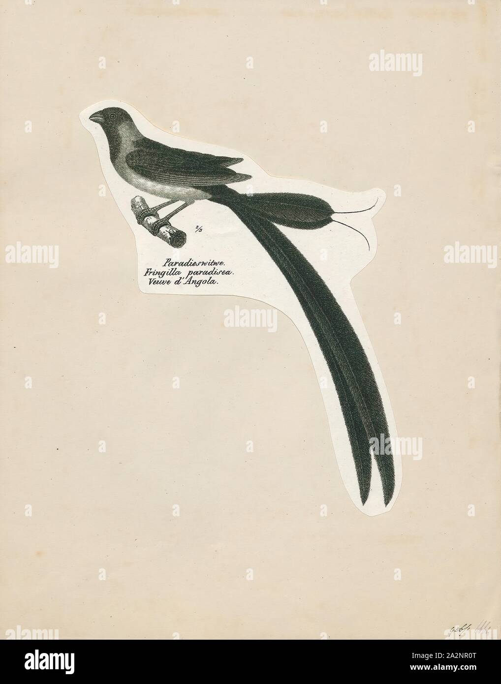 Vidua paradisea hi-res stock photography and images - Alamy