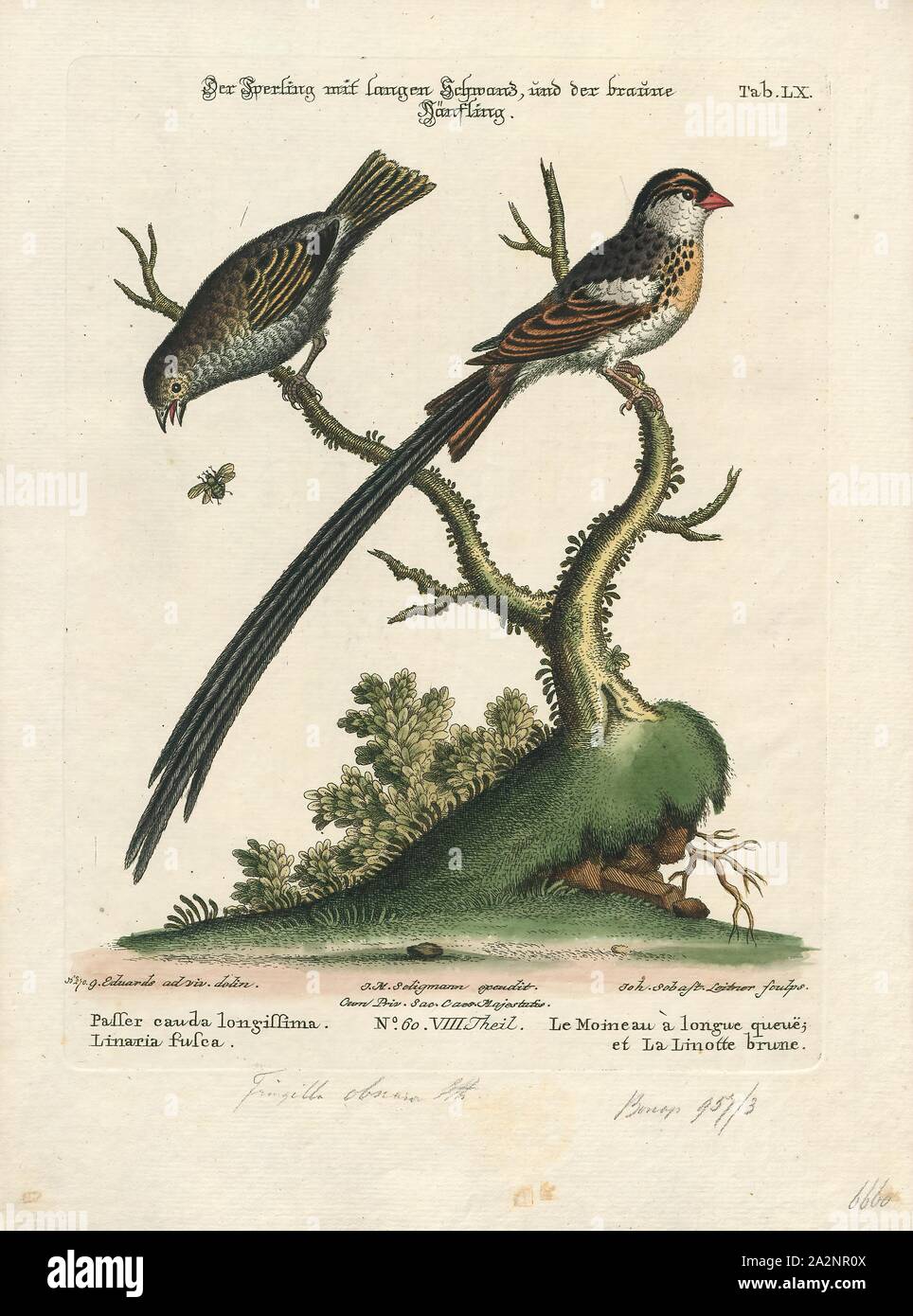 Vidua principalis, Print, Vidua is a genus of passerine birds in the ...