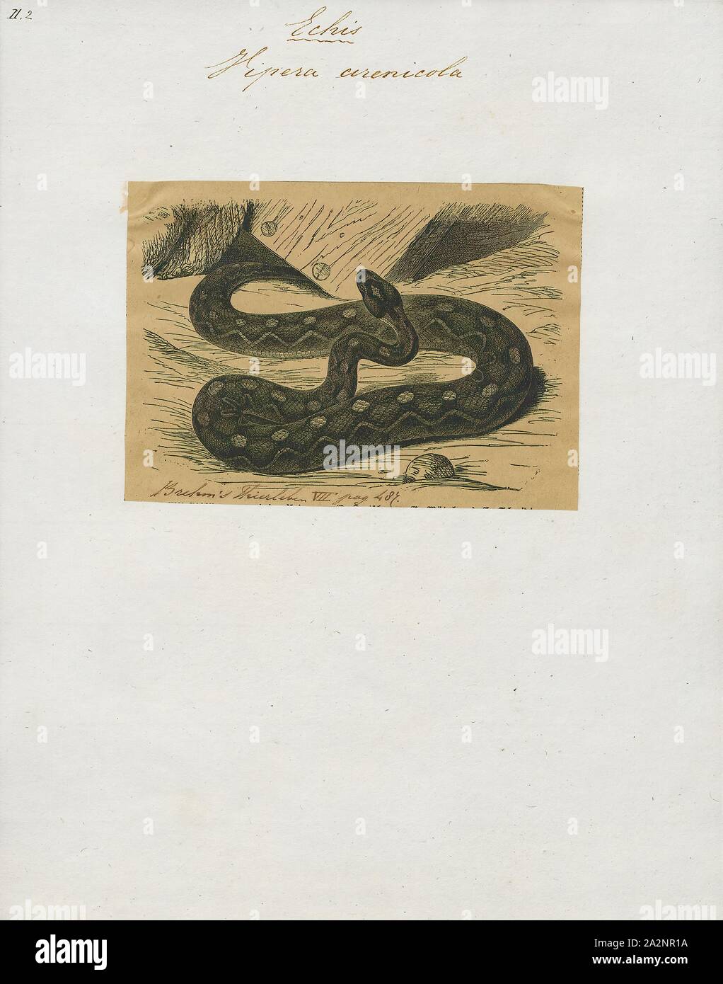 Vipera arenicola hi-res stock photography and images - Alamy