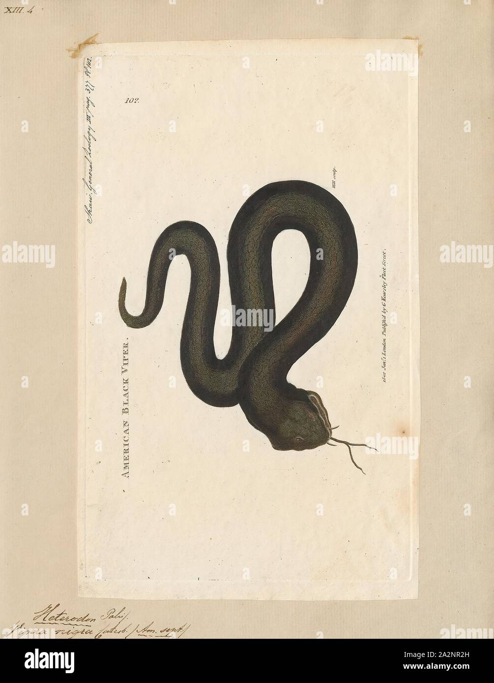 Vipera nigra hi-res stock photography and images - Alamy