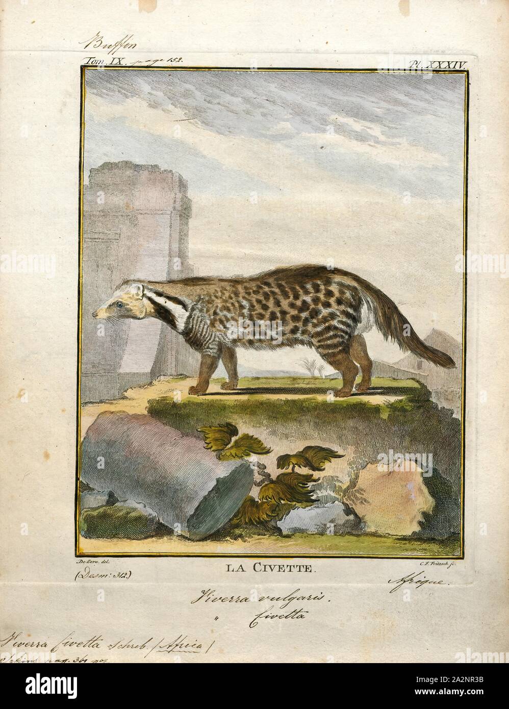 Viverra civetta, Print, Viverra is a mammalian genus that was first ...