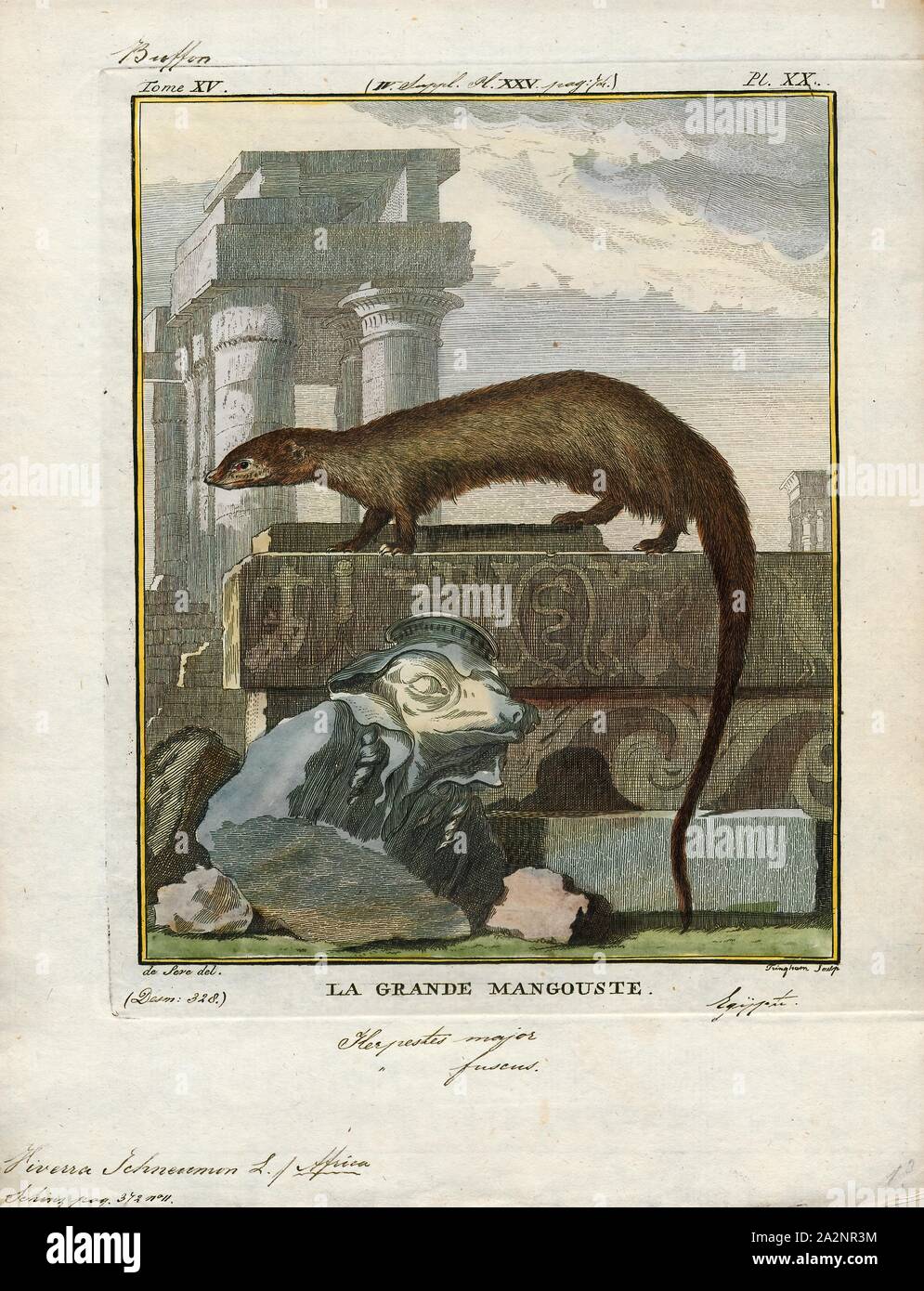 Indian ichneumon hi-res stock photography and images - Alamy