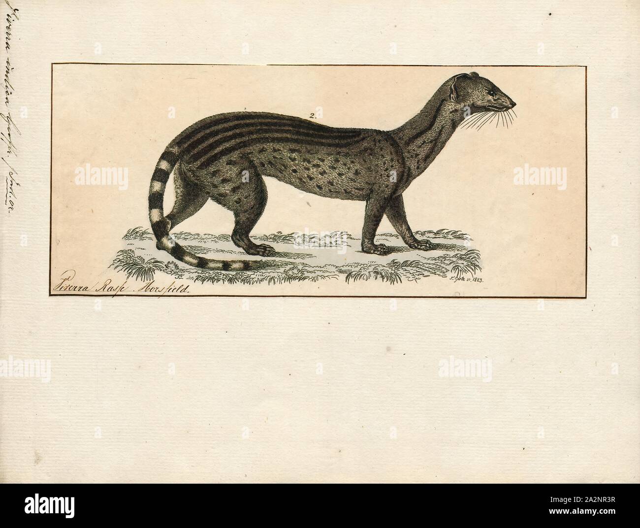 Viverra indica, Print, Viverra is a mammalian genus that was first ...