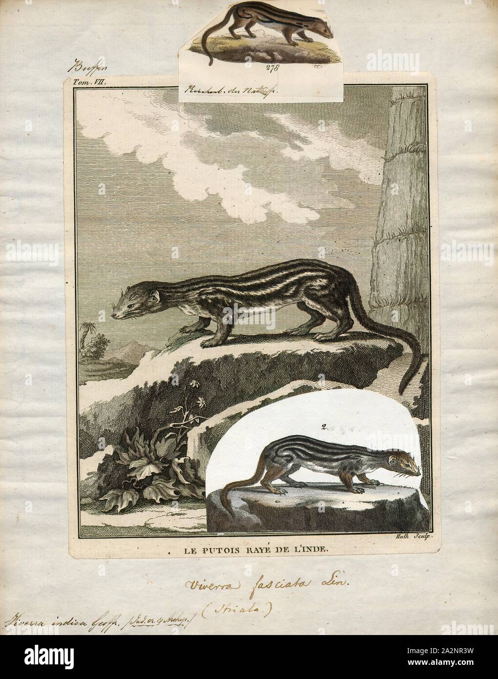 Viverra indica, Print, Viverra is a mammalian genus that was first ...